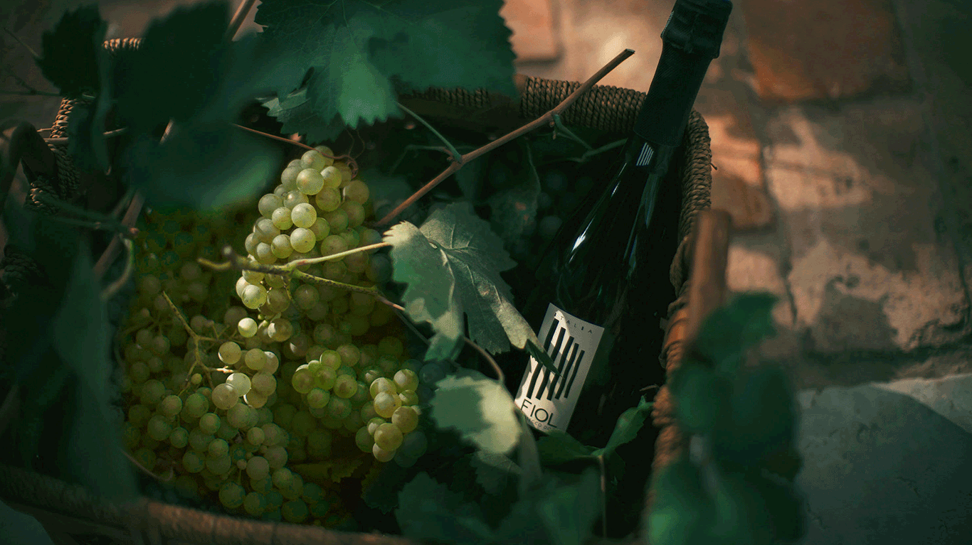 From vine to glass: How we make FIOL Prosecco. - FIOL Prosecco Doc